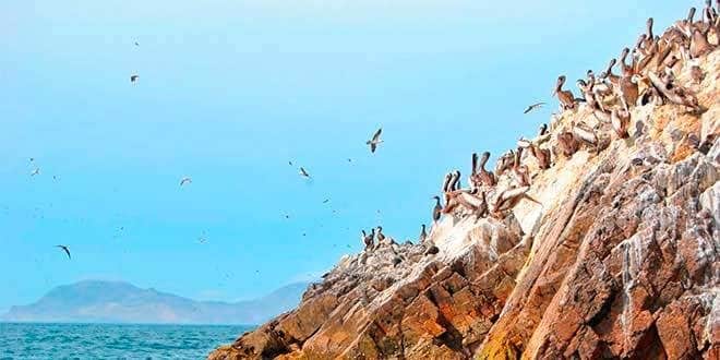 La era del guano | Historia del Perú